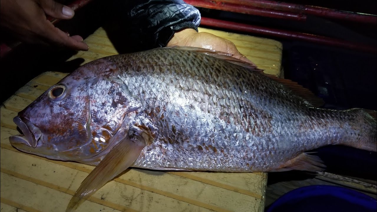 Pargo Fish - YouTube
