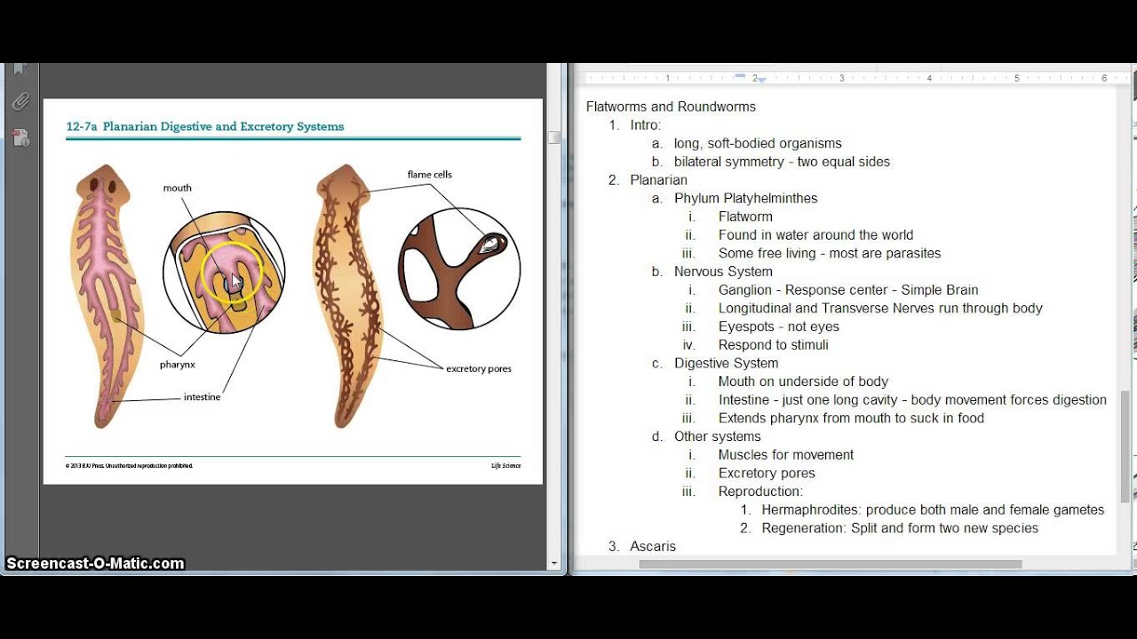 Flat and Round Worms - YouTube