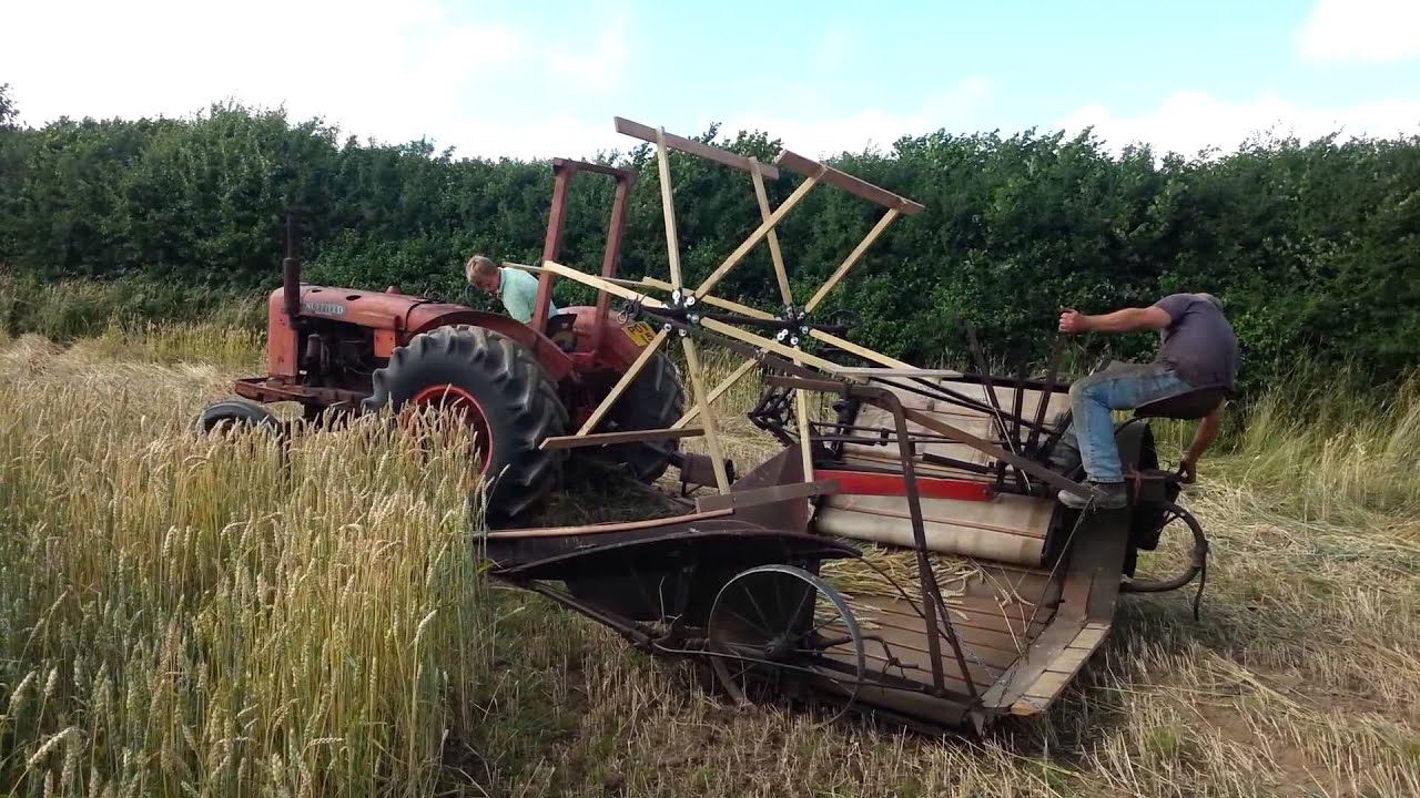 Cutting wheat thatching reed - YouTube