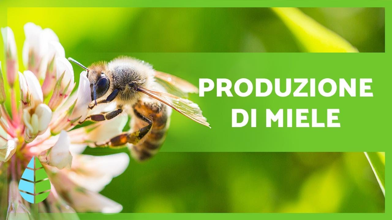 Come fanno le API a produrre il MIELE? 🍯🐝 (Produzione + Estrazione ...
