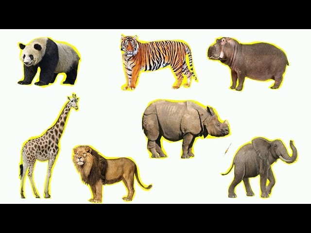 Animales Salvajes Reales