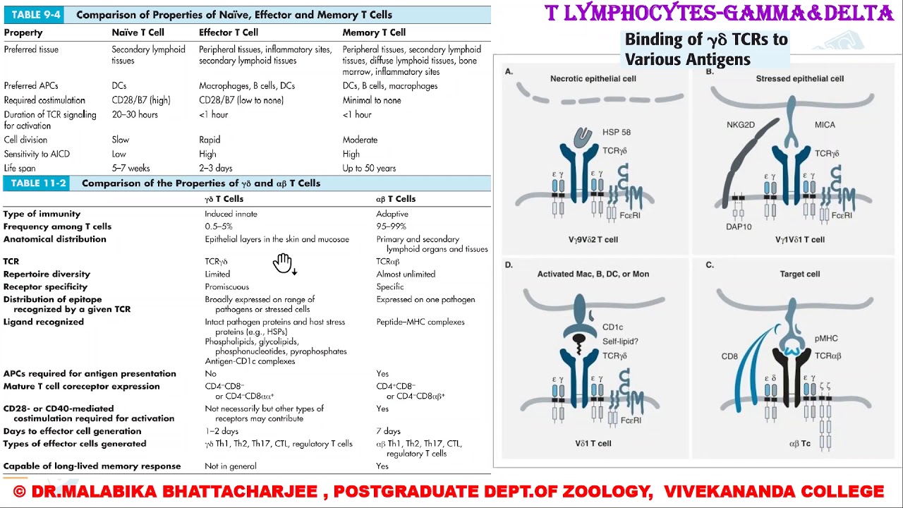 Immunology Comprehensive Revision (gamma-delta T cells & NKT) Lecture ...