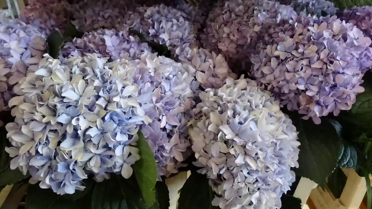 Bab Star jr BV groeit uit zijn jasje.. - YouTube