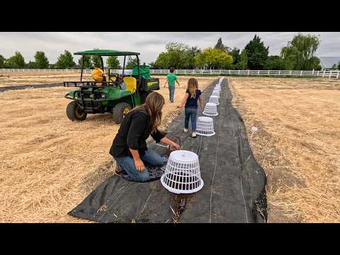 Magpies Are Eating Our Pumpkins 😤 + Planting 4 Evergreens! 🌲🥰 // Garden Answer