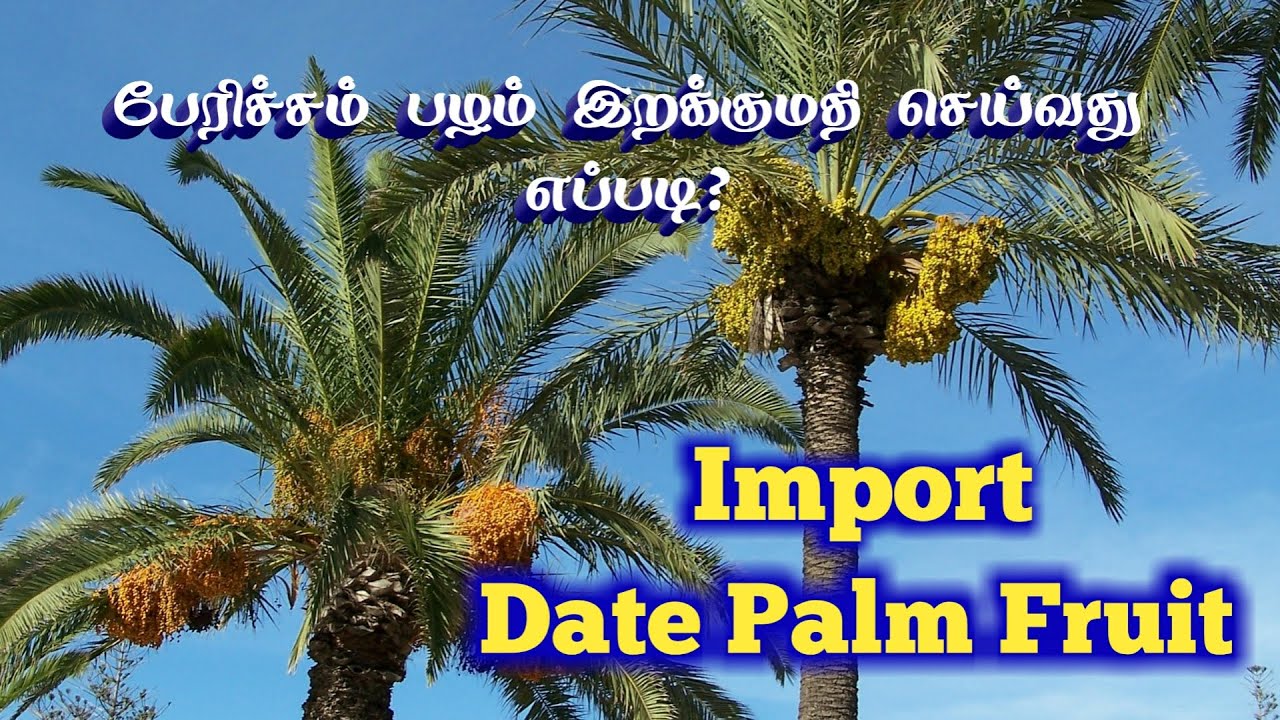 Business Ideas In Tamil How To Import Palm Date Fruit business-ideas-in-tamil-how-to-import-palm-date-fruit