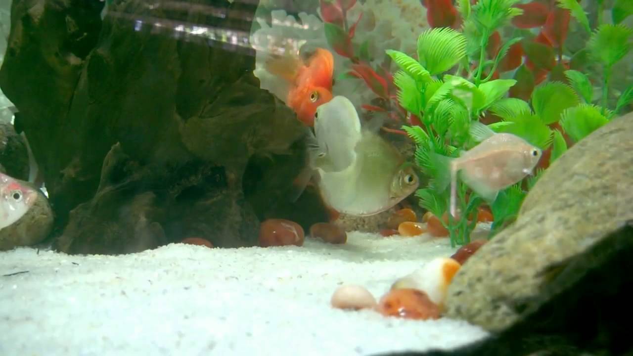 White parrot fish fighting with red parrot fish - YouTube