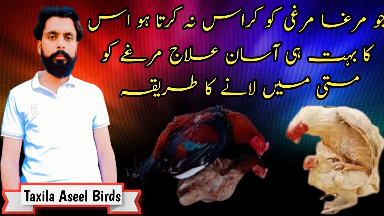 Morga morgi ko cross na kary us ka asan ilaj || Breeding Tips ...