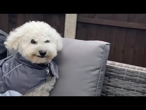 Cute pet # smiling dog # tiktok video - YouTube