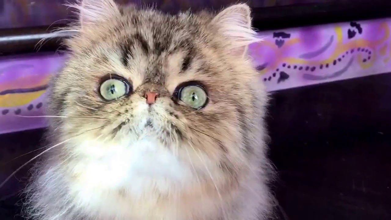 Sardinian cats alphard - YouTube