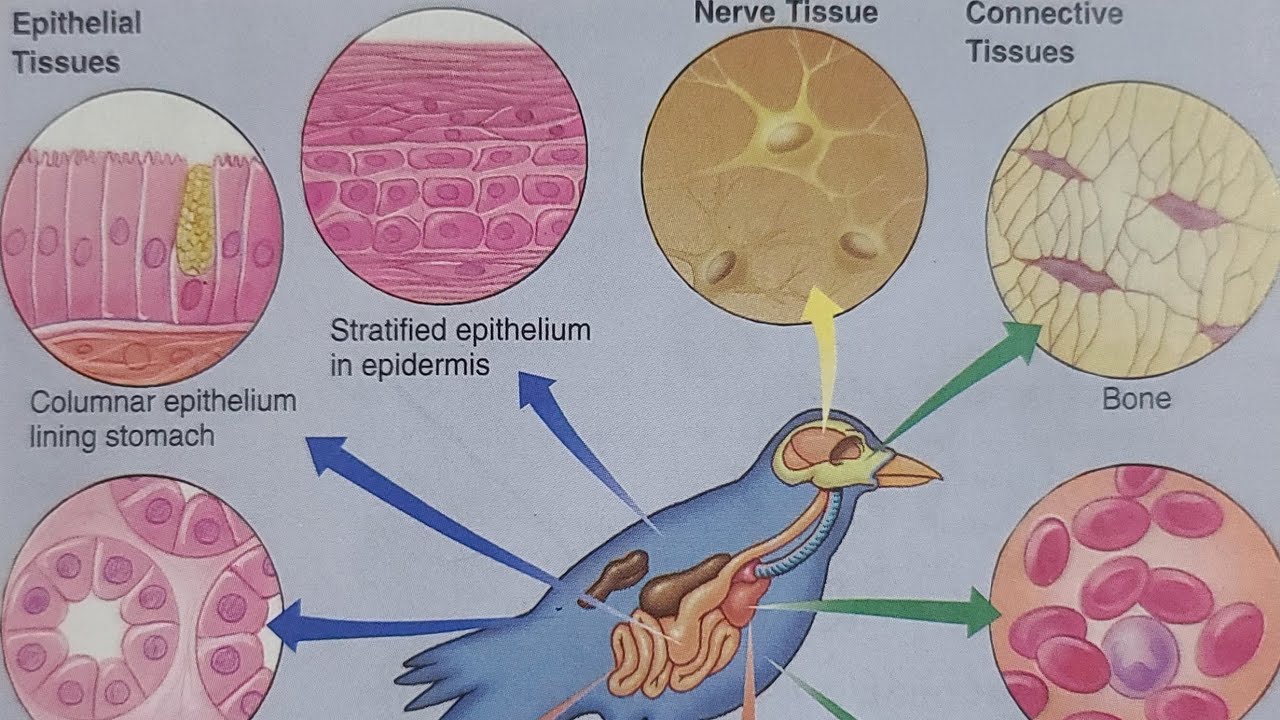 ORGANIZATION OF LIFE, FORMS IN WHICH CELLS EXIST & VARIETY OF CELLS ...