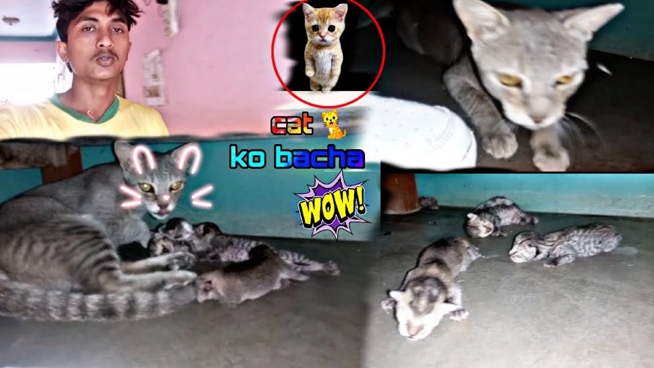 CAT KO BACHCHA 🐈/(subscribe gardinu hola)/#comedy #viralvideo - YouTube