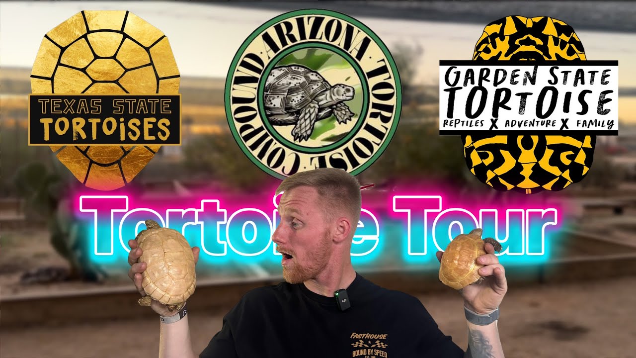 WORLDS best tortoise compound tour w arizona tortoise compound, garden ...