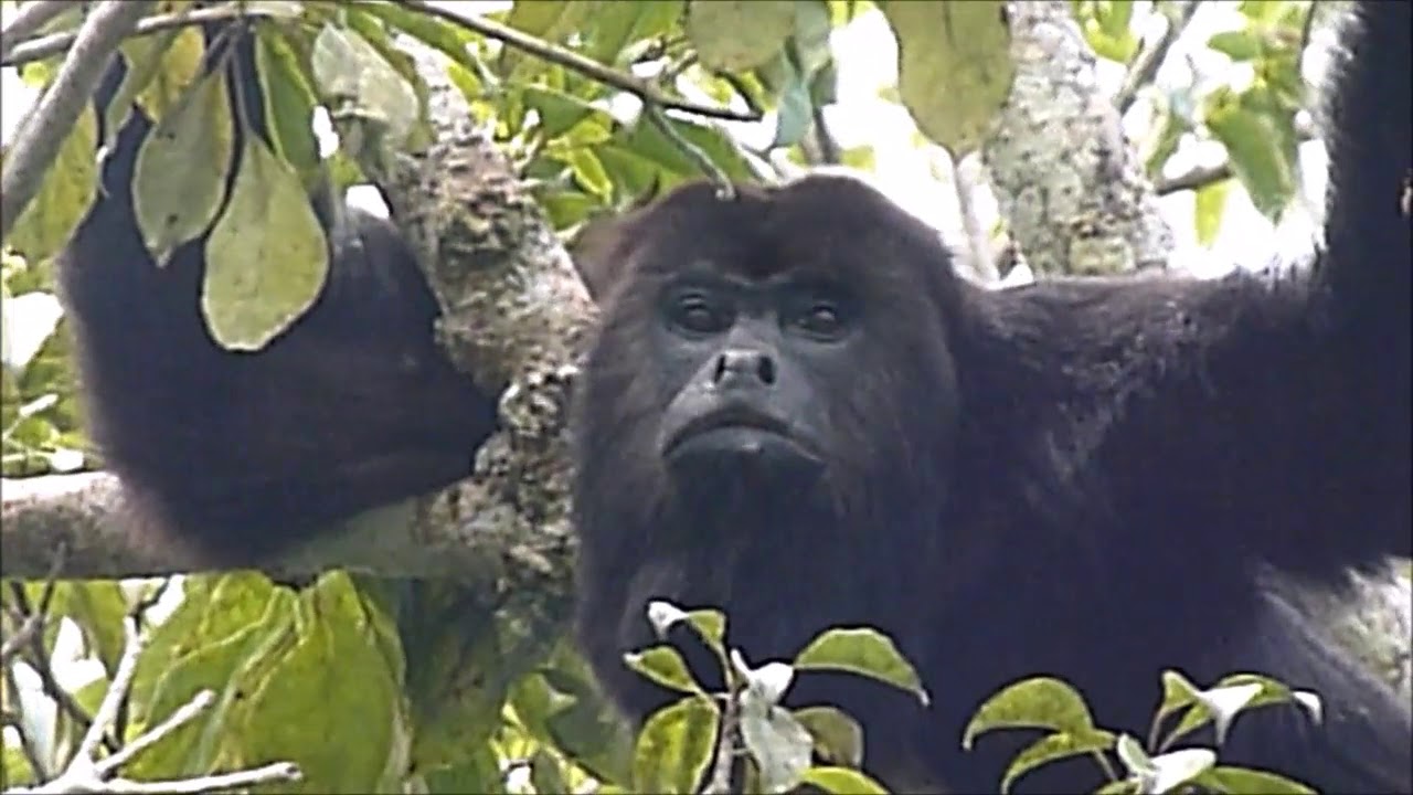 ADULT MALE HOWLER MONKEY, PART2 at Blush of Eden, Belize - YouTube
