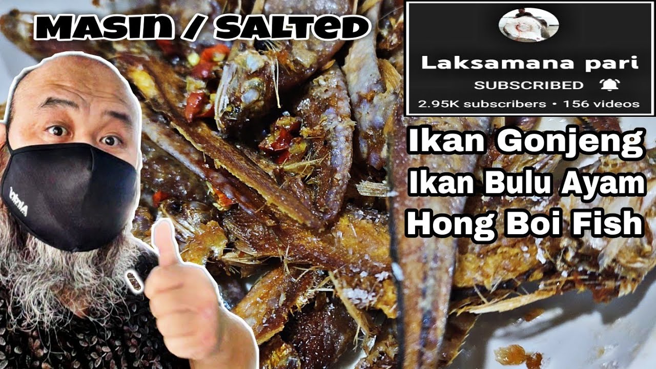 Marudi Citiy : Ikan Gonjeng , Ikan Bulu Ayam, Ikan Thryssa mystax, hong ...