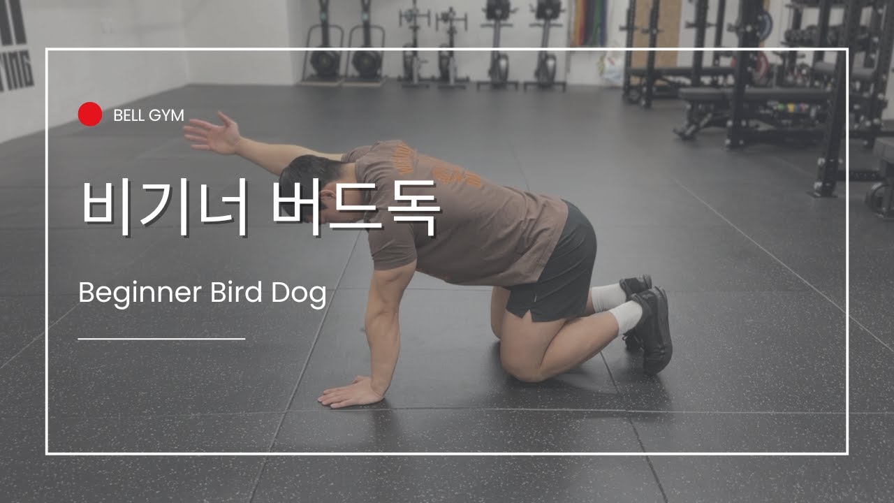 [벨짐] 코어운동 | 비기너 버드독 (Beginner Bird Dog) - YouTube