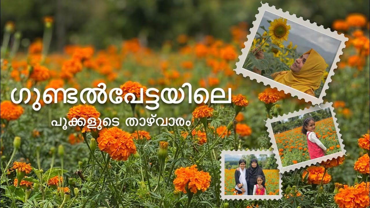 Gundlupet Vlog| Sunflowers Gundlupet Karnataka |Flower Farms | Village ...