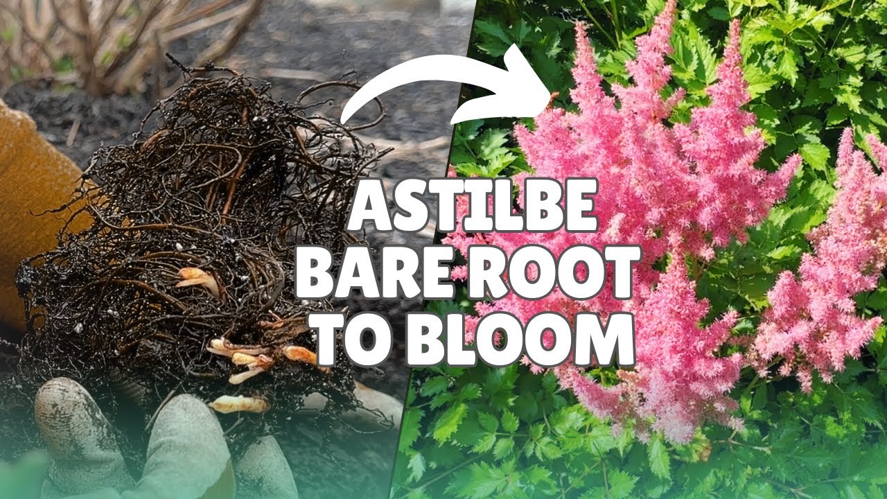 How to plant Astilbe from bare root for Stunning Summer Blooms - YouTube