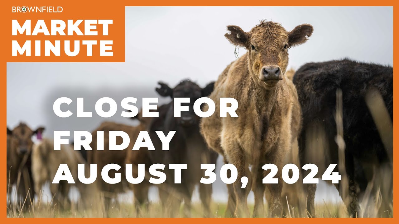 Cattle futures were up ahead of Labor Day weekend | Closing Market ...