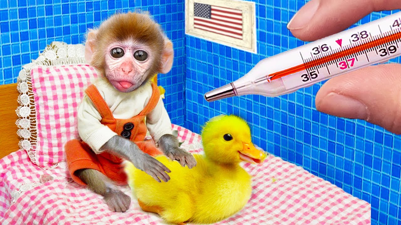Bin Bon monkey take care of baby ducks and swims at the pool| Animals ...