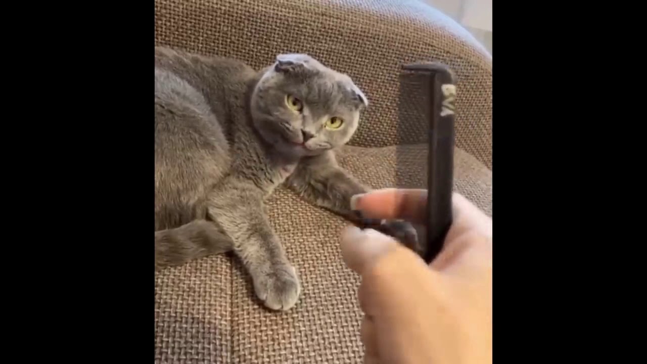 Cat funniest moment - YouTube