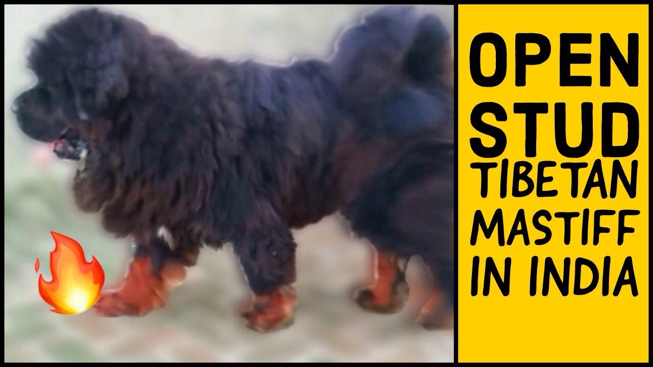 Lion head Tibetan mastiff | open stud | +919417730301 #tibetanmastiff ...