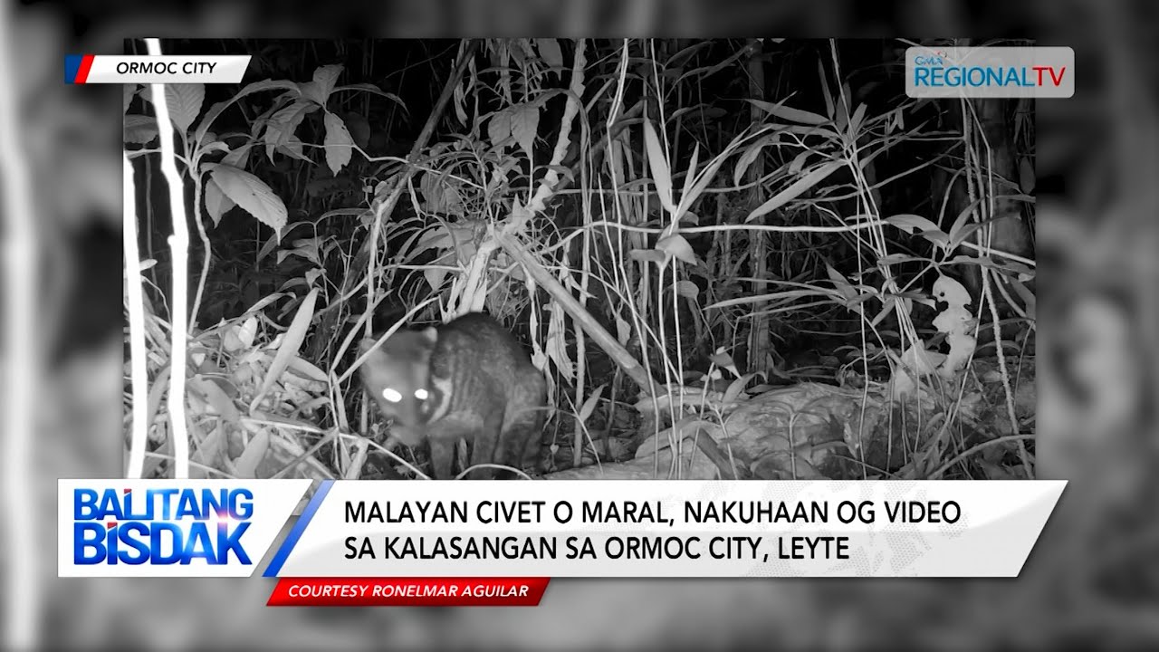 Balitang Bisdak: Malayan civet o maral, nakuhaan og video sa kalasangan sa Ormoc City - YouTube
