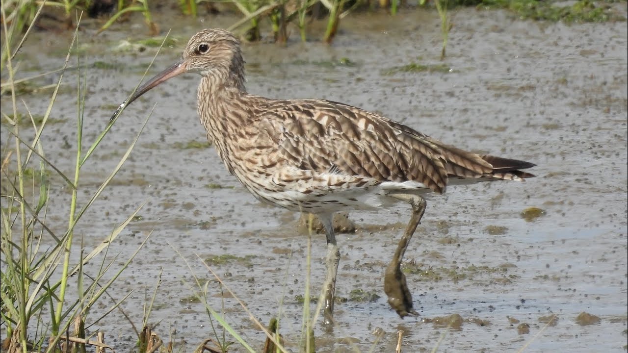 short curlew video - YouTube