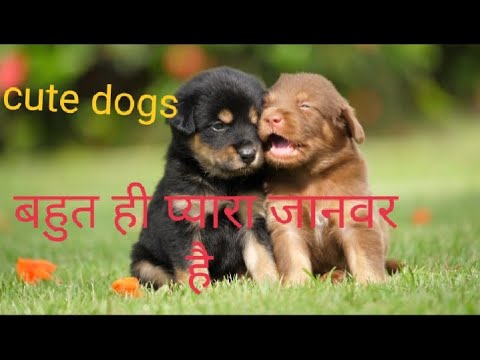 Masti kr rahe ye Masum sa jaanawar