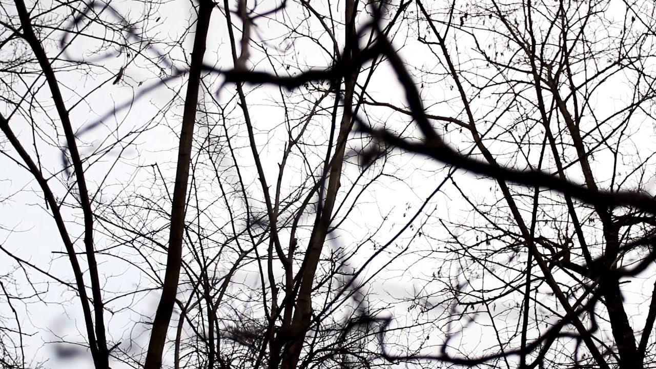 Tree branches 6 - Free HD stock footage - YouTube
