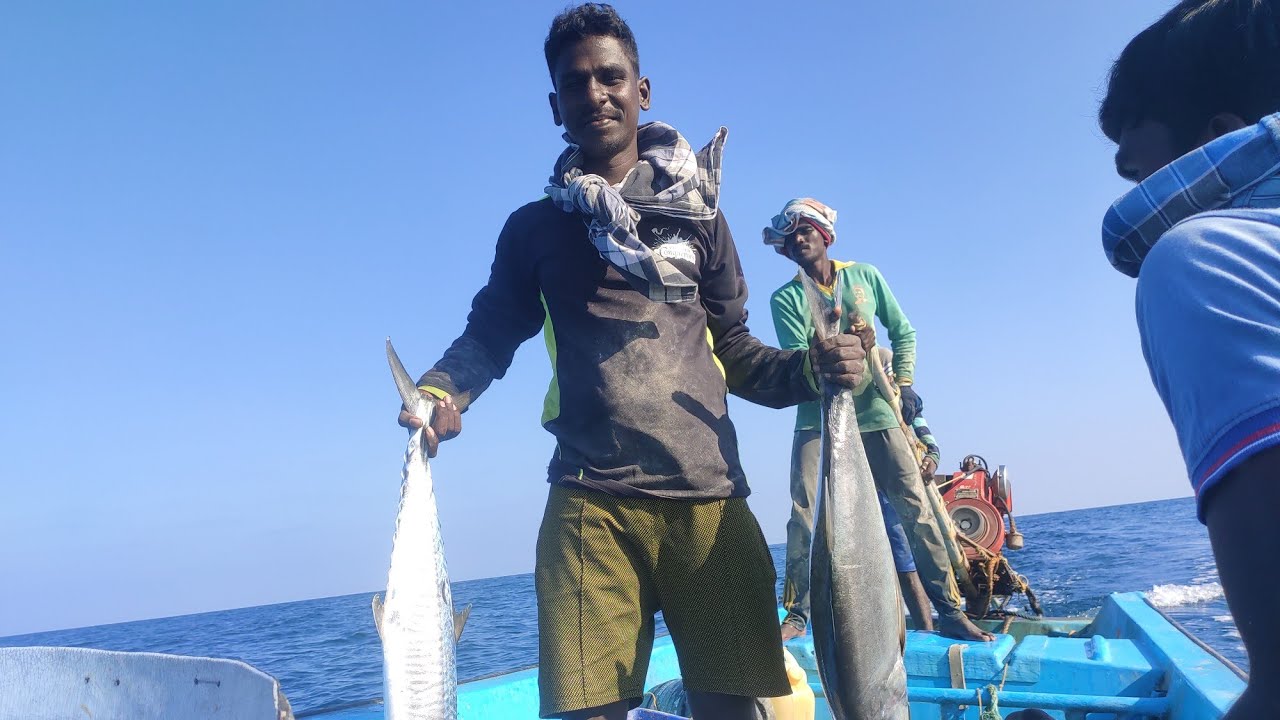 பெரிய பெரிய வஞ்சிரம் மீன் பிடிக்கலாம் வாங்க|come on to catch big seer ...