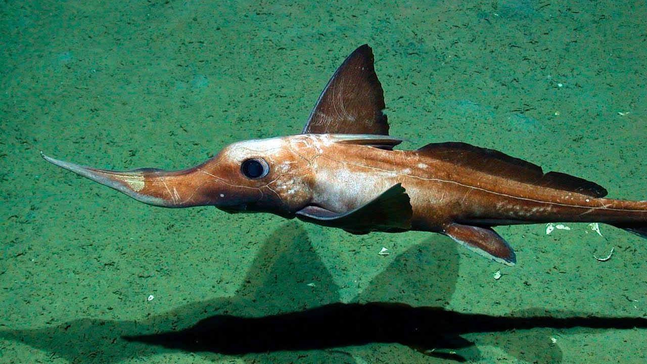 Bizarre animals that actually exist in real life - YouTube