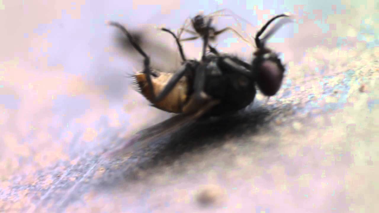 flies vs ant - YouTube