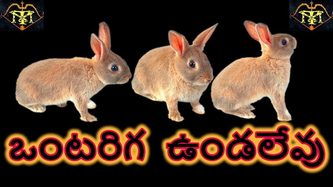 Rabbits food habits |Rabbits life style |Rabbit strength and weakness ...