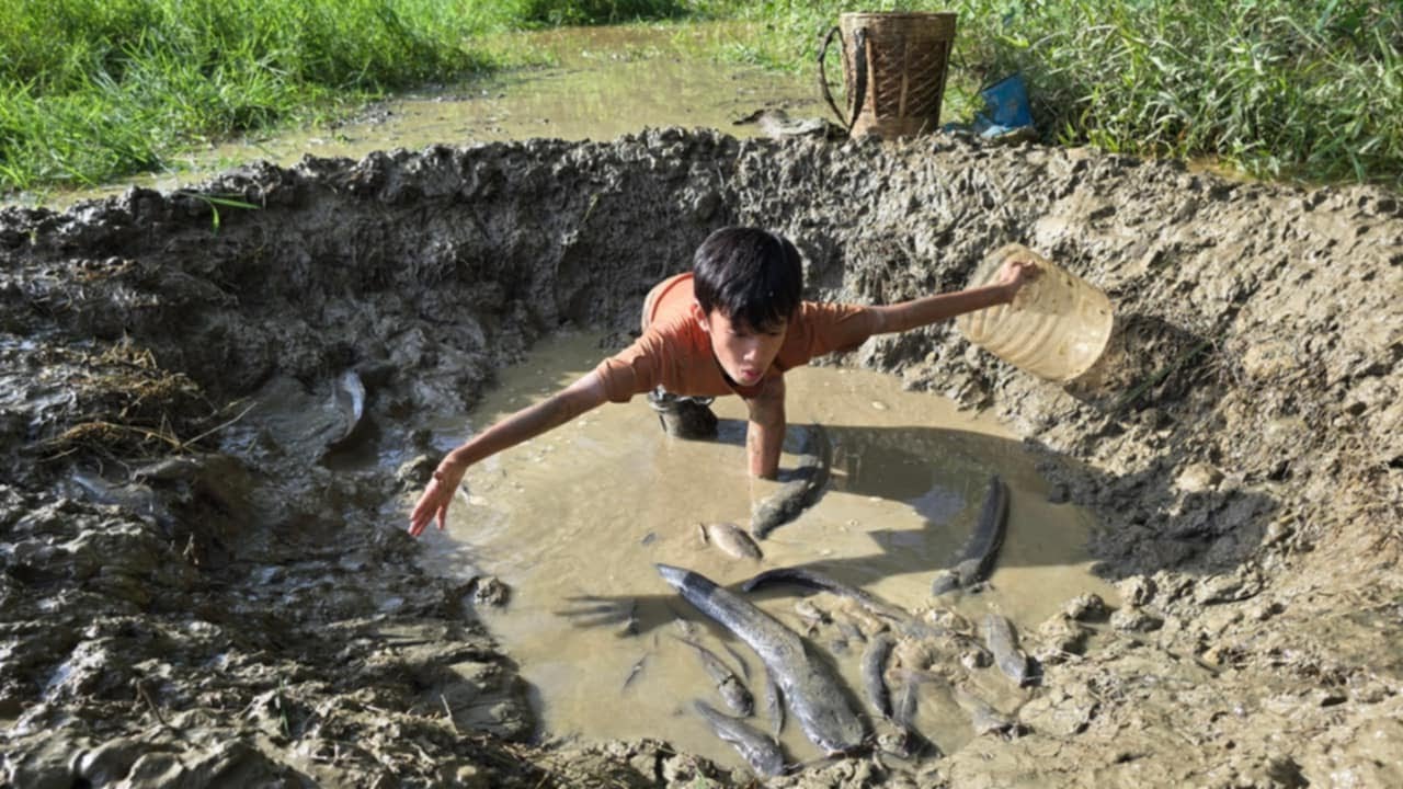 Puddles of water catfish are covered in mud, the boy scoops up the ...