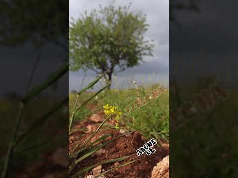 HİRAİZERDÜŞ - BU KENTE BİR DAHA GEL