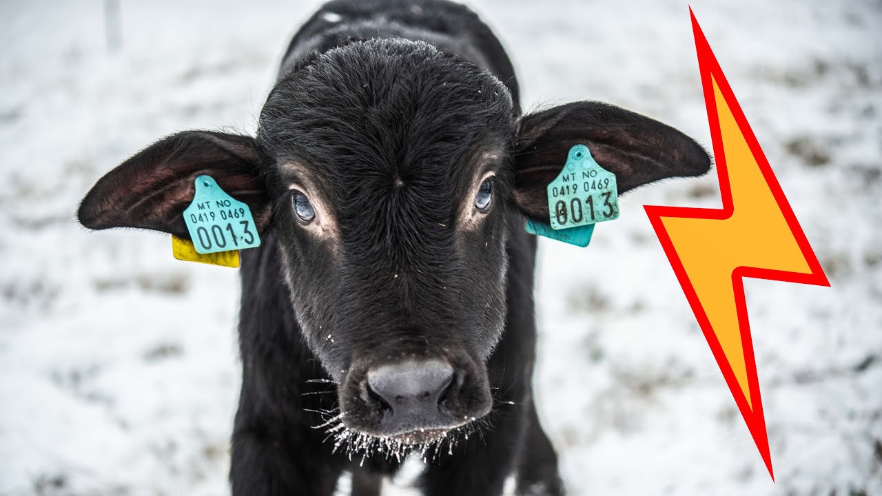 Calf Get Electric Shock - YouTube