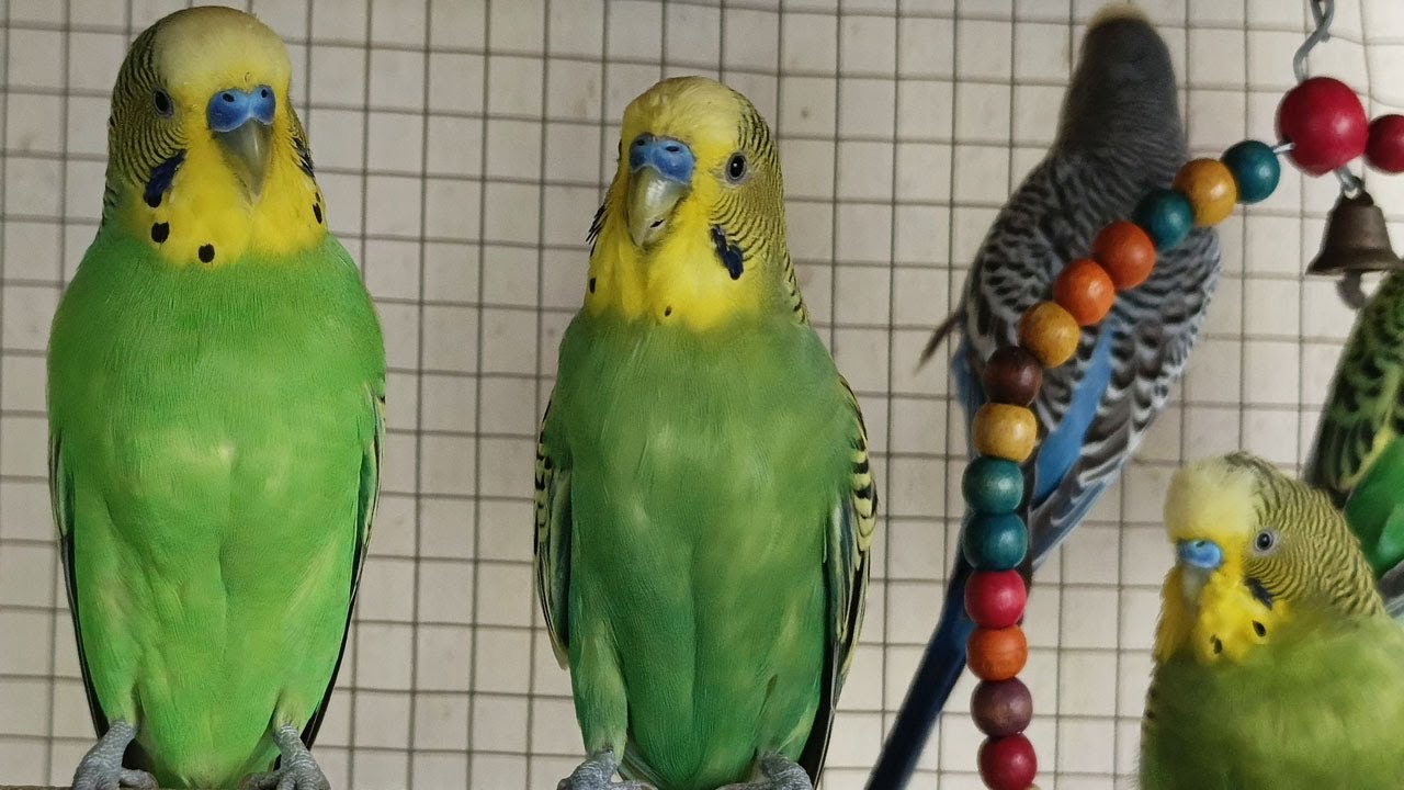 Happy Cute Parakeet Budgie Birds 12 Hr , Listen to Nature Bird Songs ...
