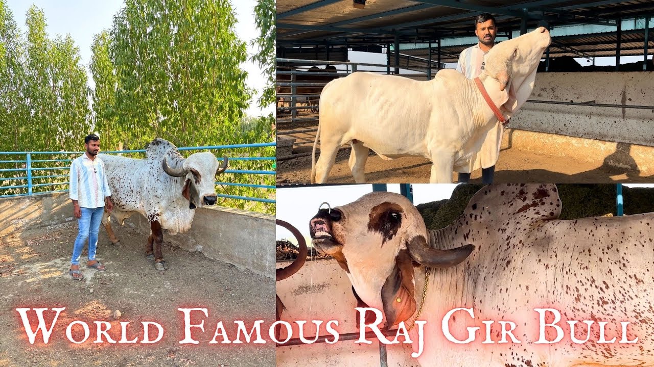 World Famous Raj Gir Bull #cowfarm #gujarat #new - YouTube