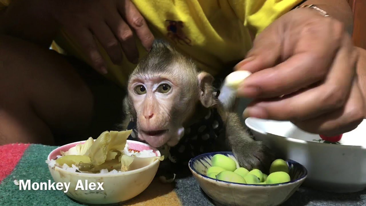Baby Monkey Alex time Eating and Delicious food - YouTube