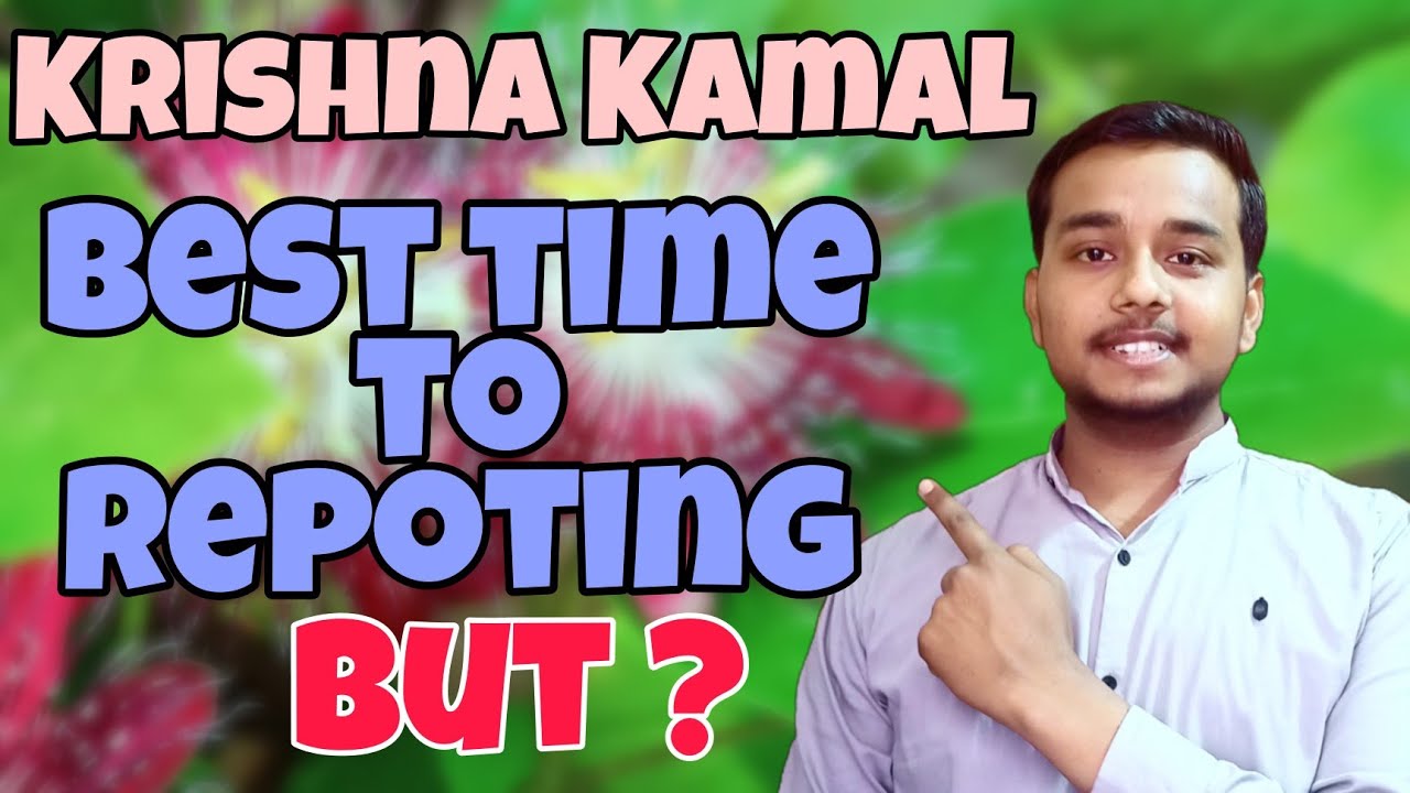 Rakhi bel Best time to repoting | राखी बेल में फूल नहीं आ रहे | Rakhi ...