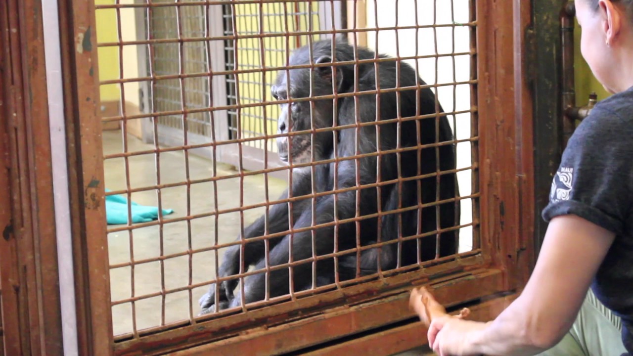 Rescued chimpanzee plays with caregiver - YouTube