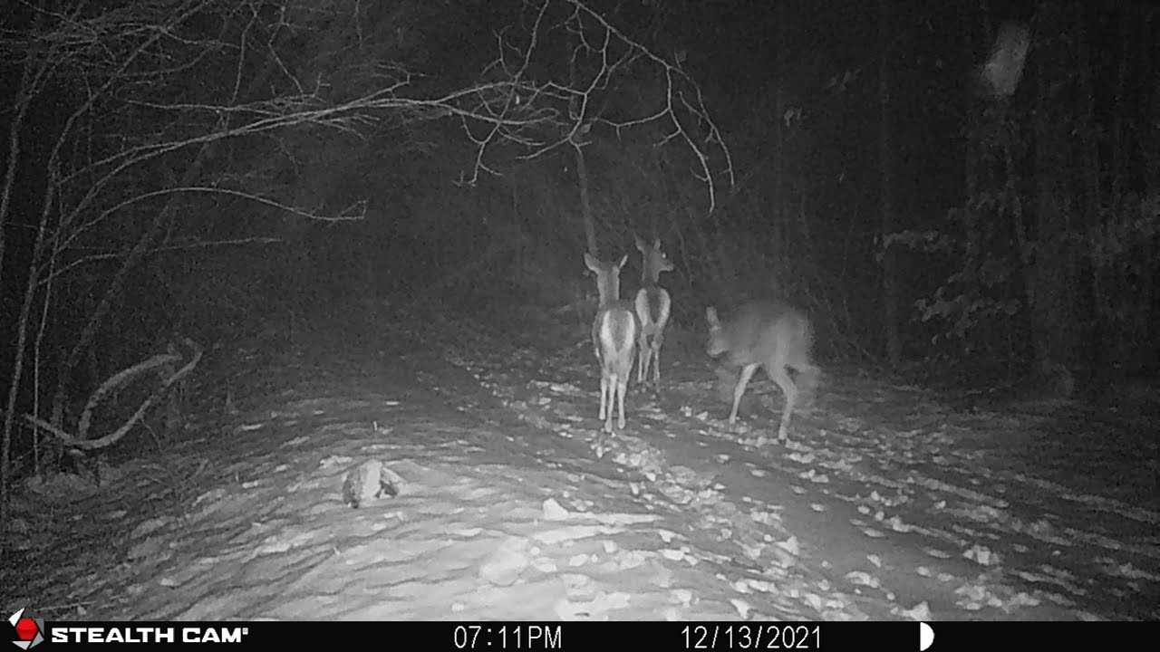 Week 1 Infrared Trail Cam Saginaw Michigan Deer - YouTube