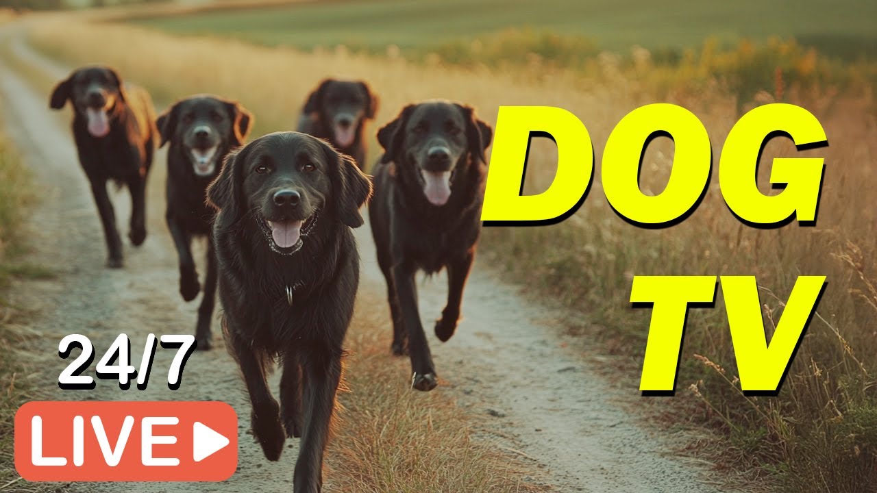 🔴[LIVE] DOG TV for Dogs to Watch🐶Videos Entertain Perfect for Anxious ...