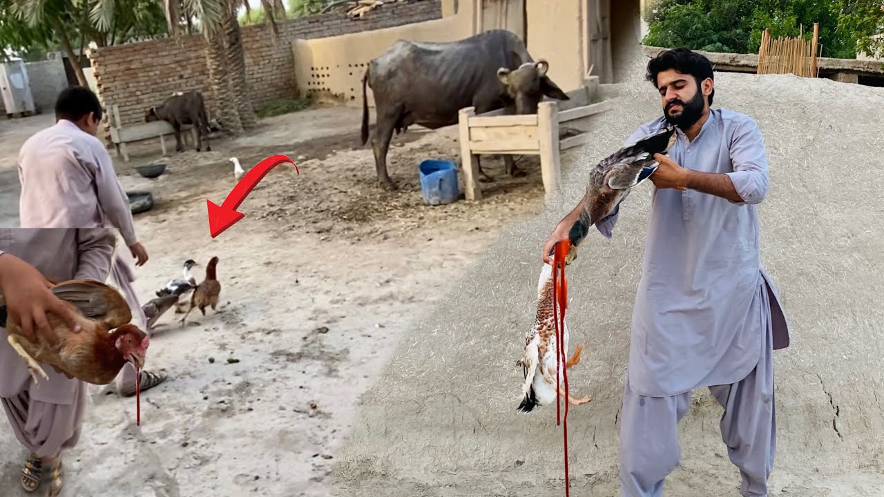 Ducks attack on new Duck | Ducks attack on hen | Apna Dihat - YouTube