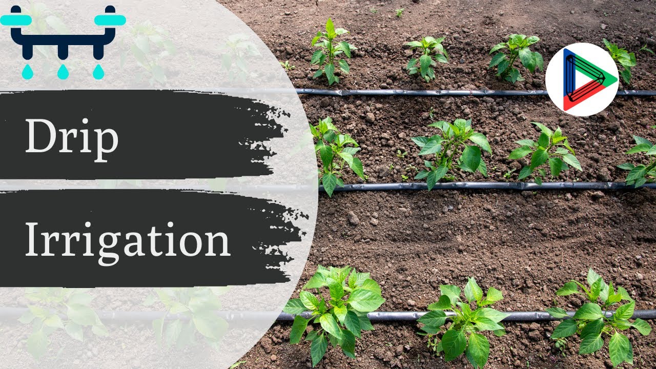 Drip Irrigation: Save Water and Improve Your Crops | Special ...