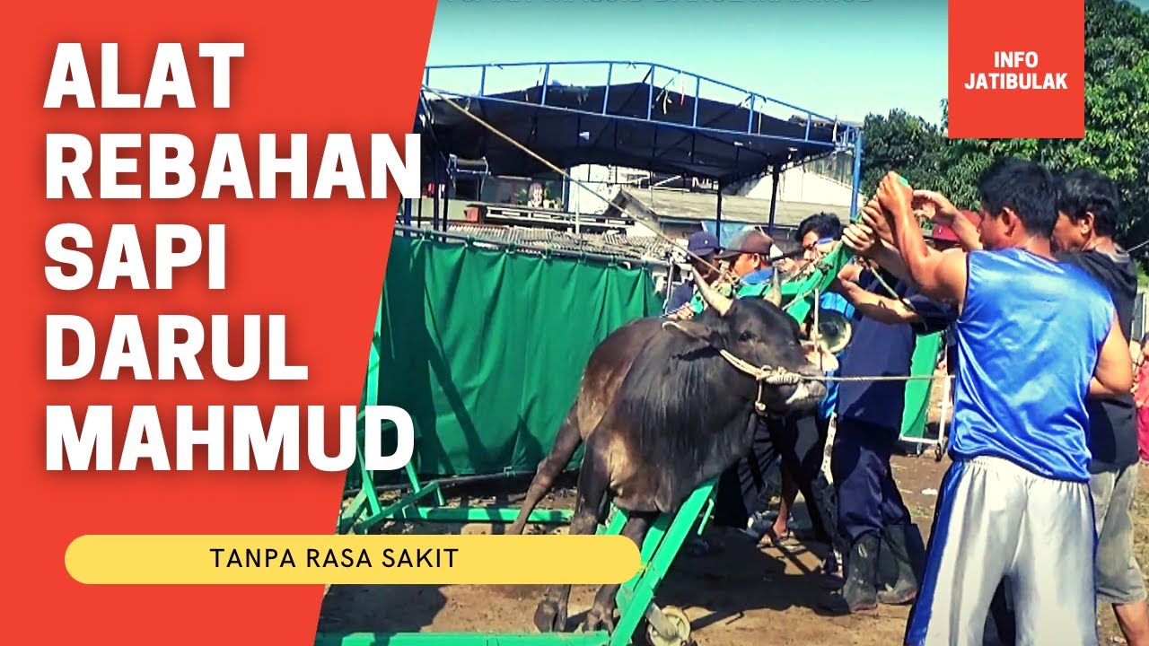 ALAT POTONG SAPI TANPA RASA SAKIT MASJID DARUL MAHMUD - YouTube