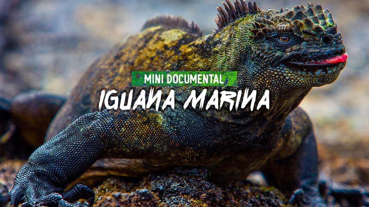 IGUANA MARINA DE GALAPAGOS | "Un Mini godzilla vegetariano" - YouTube