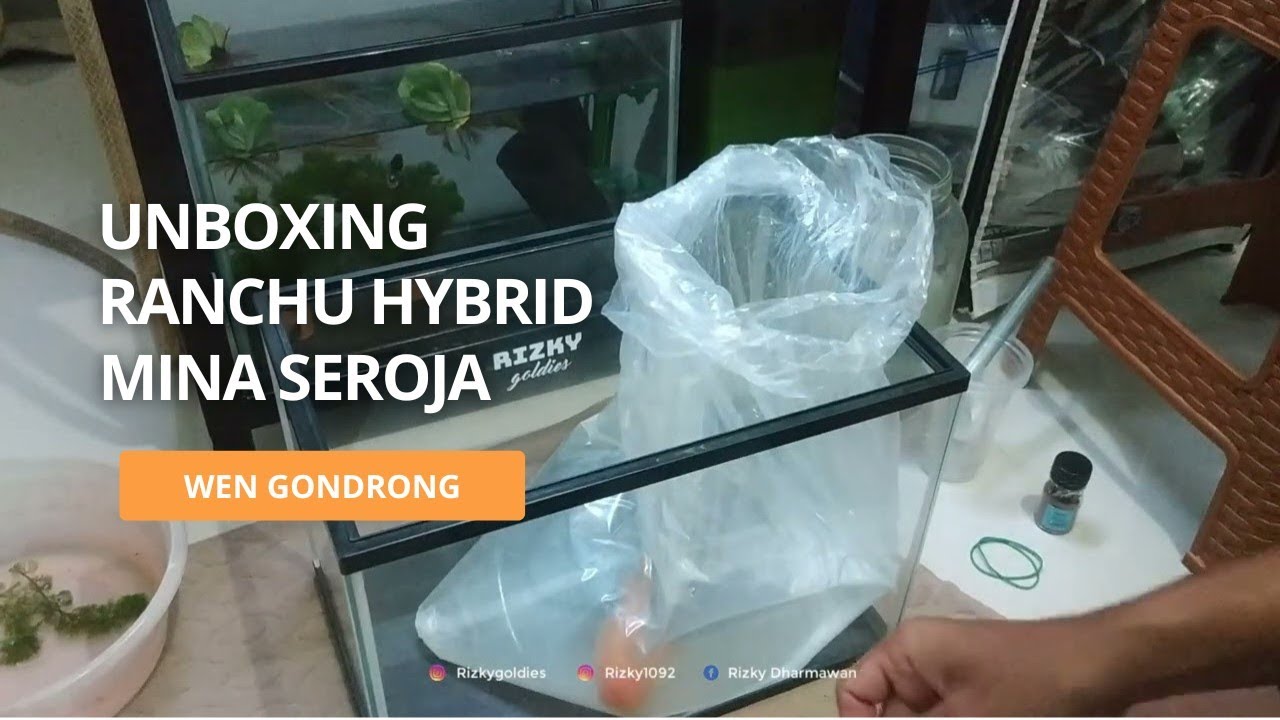 Unboxing Ikan Maskoki Ranchu Hybrid Mina Seroja Farm - YouTube