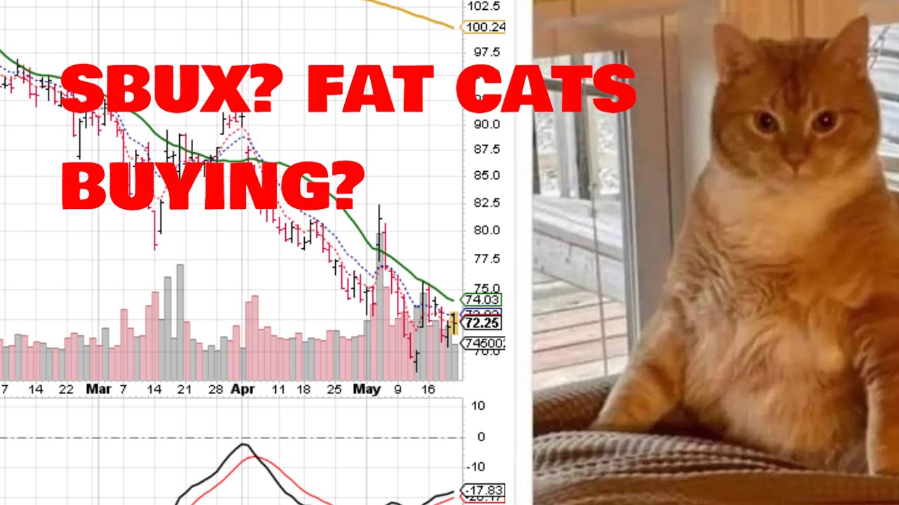 SBUX FAT CATS BUYING? - #TRADING #INVESTING #STOCKS - YouTube