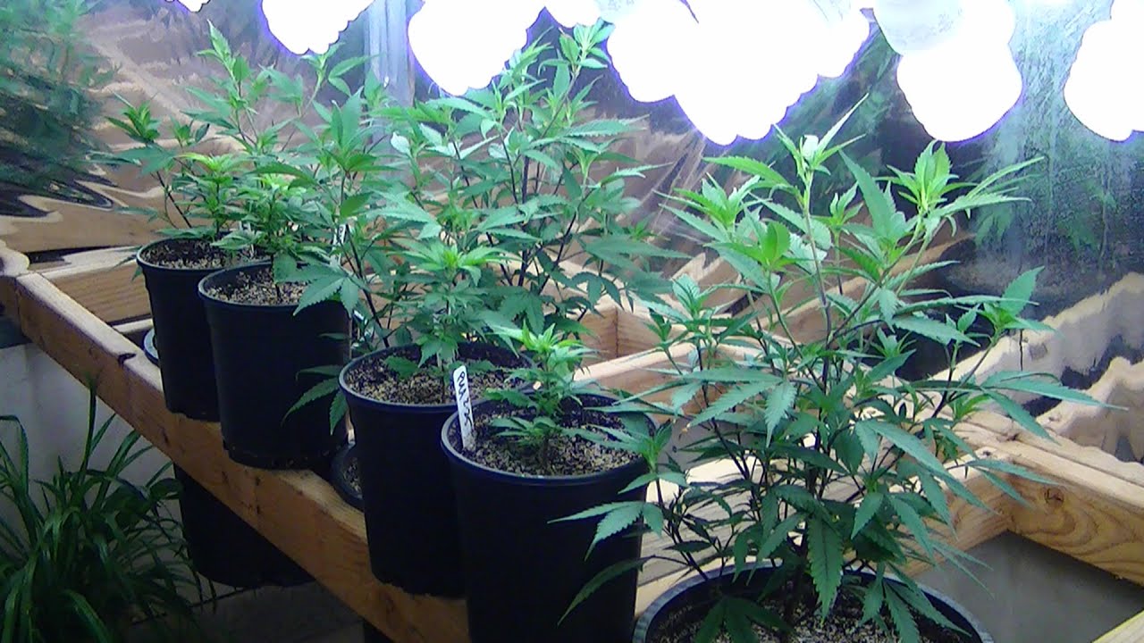 INDOOR ORGANIC CFL GROW SEASON 3 EPISODE 10: SUPER-CROPPING THE CYNEX ...